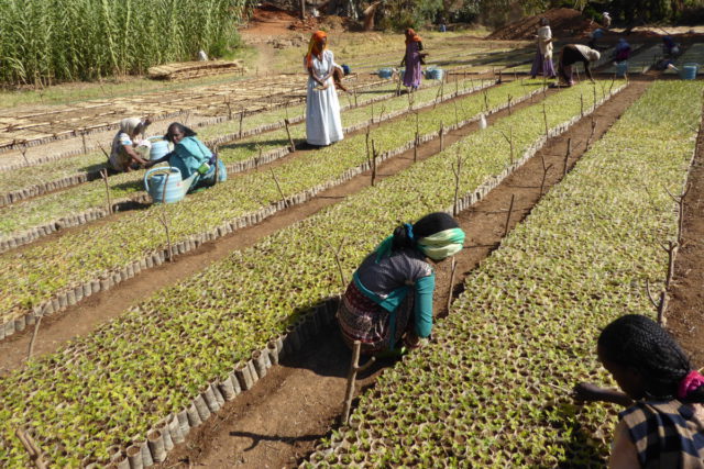 Production of seedlings - Foundation Green Ethiopia