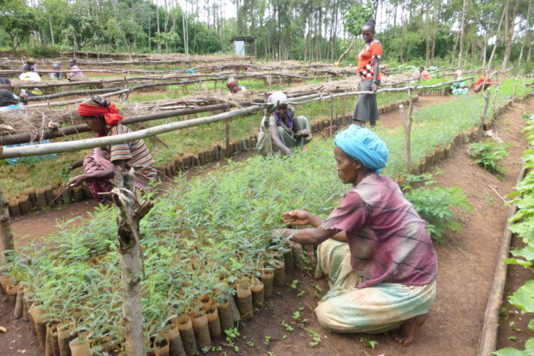 Production of seedlings - Foundation Green Ethiopia