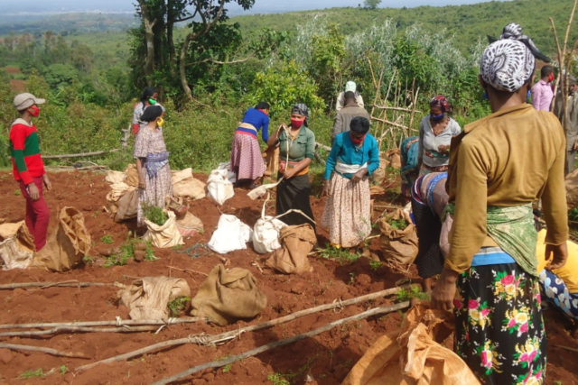 Tree planting - Foundation Green Ethiopia