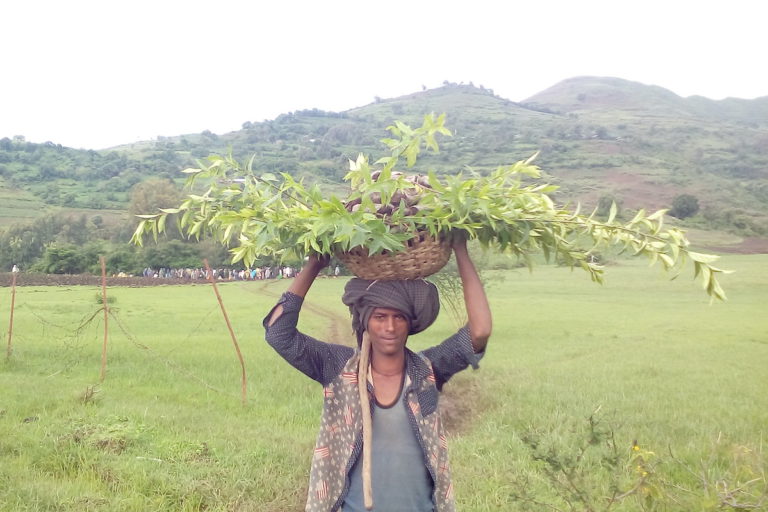Tree planting - Foundation Green Ethiopia