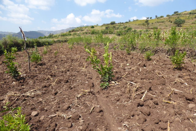Reforestation & climate - Foundation Green Ethiopia