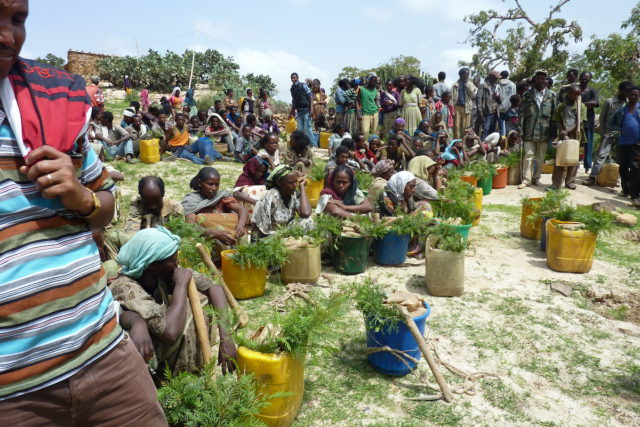 Tree planting - Foundation Green Ethiopia