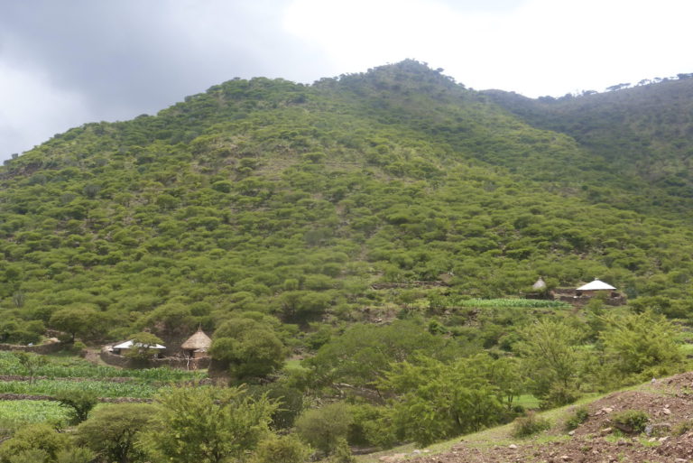 Reforestation & climate - Foundation Green Ethiopia