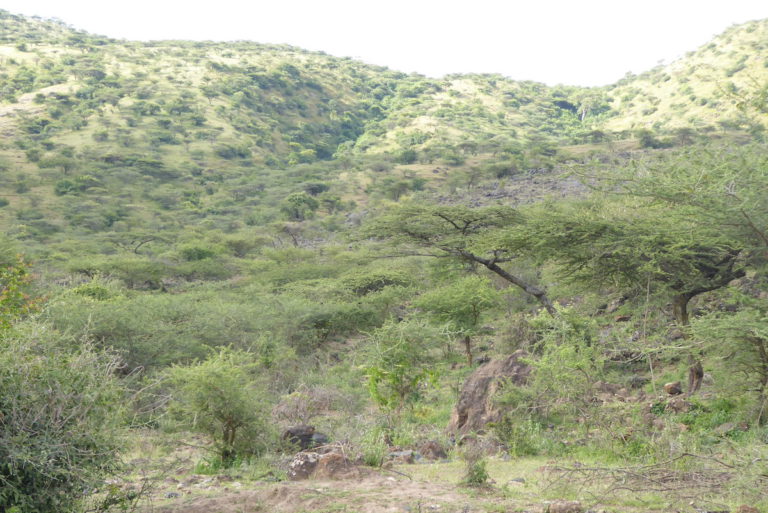 Reforesting forests - Foundation Green Ethiopia
